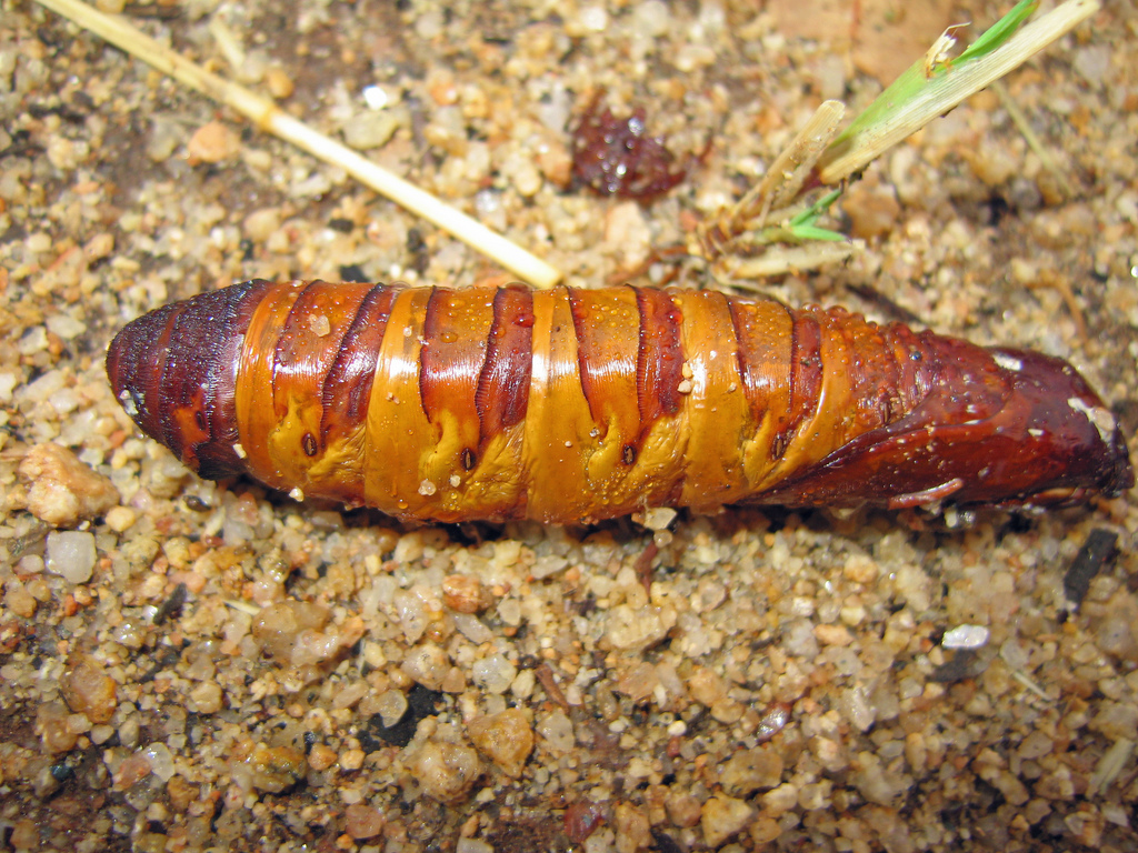 Missing Group Survives by Eating Grubs in Australian Outback | The ...