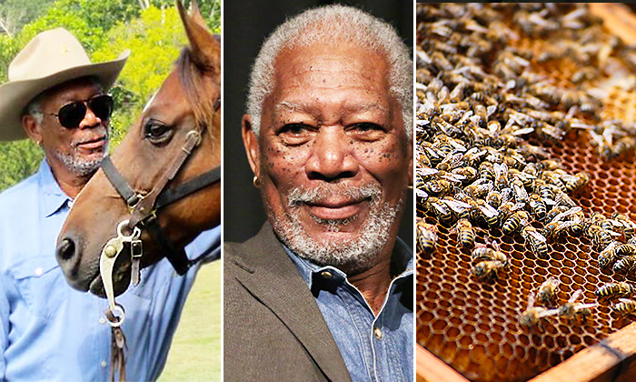 Morgan Freeman on Flipboard | Bees, Tonawanda, Paul Rudd